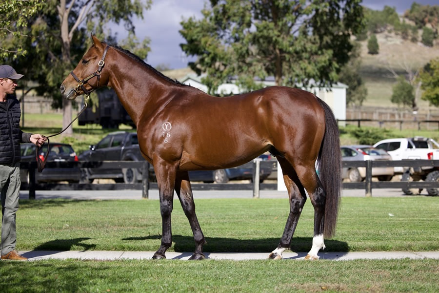 Lauda Sion – Larneuk Park